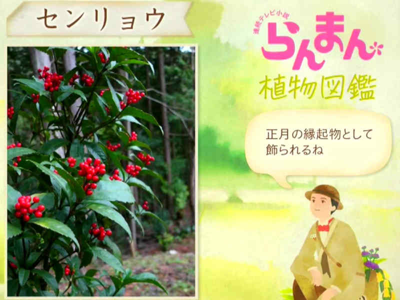 ドラマに出てきた花